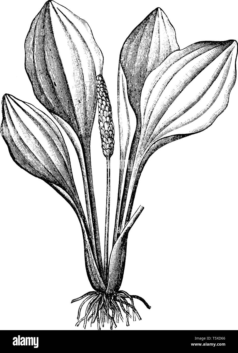 The Plantain flower leaves are oval shaped and broad. The spikes come ...