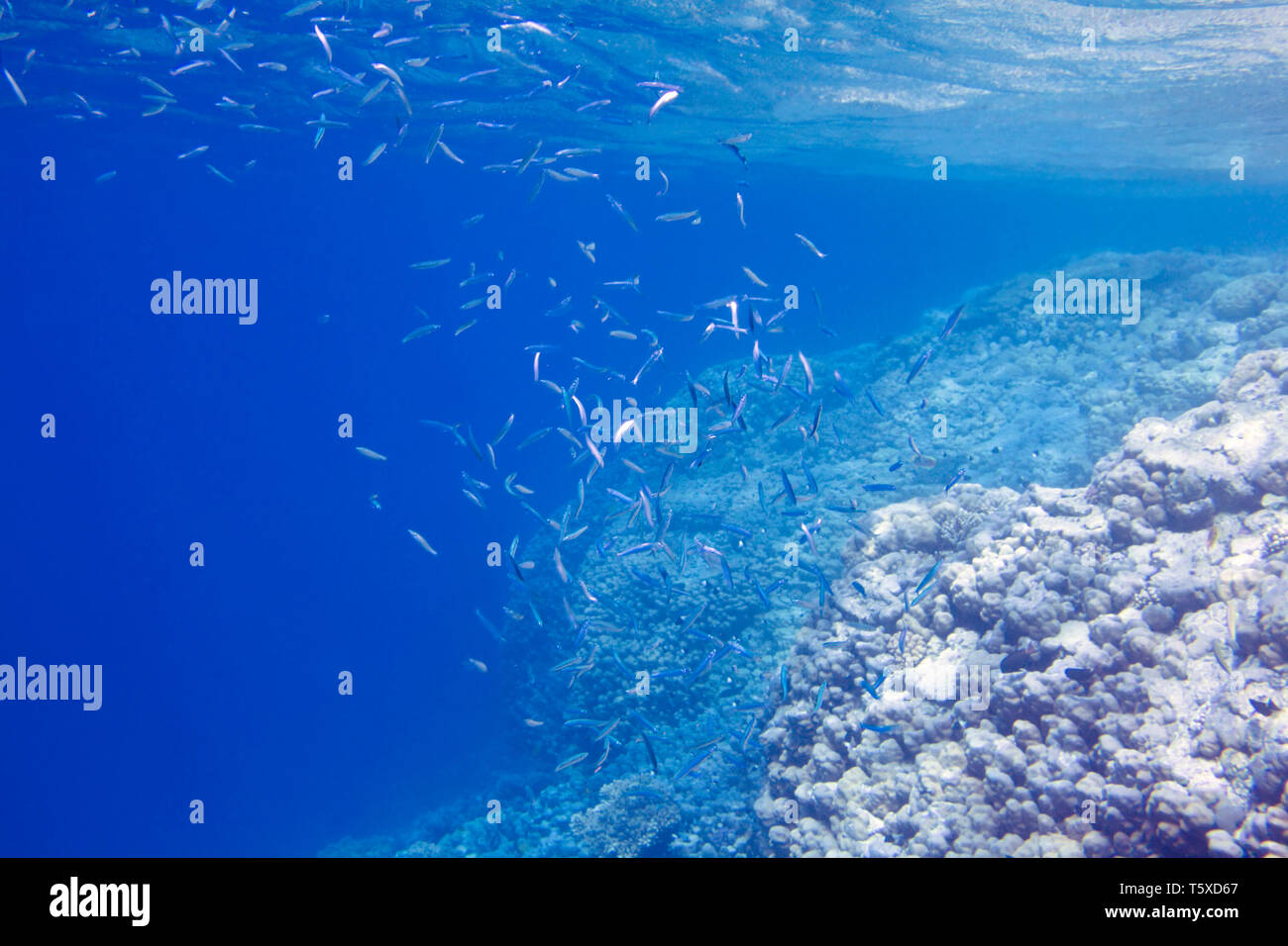 Underwater life of Red sea in Egypt. Saltwater fishes and coral reef ...