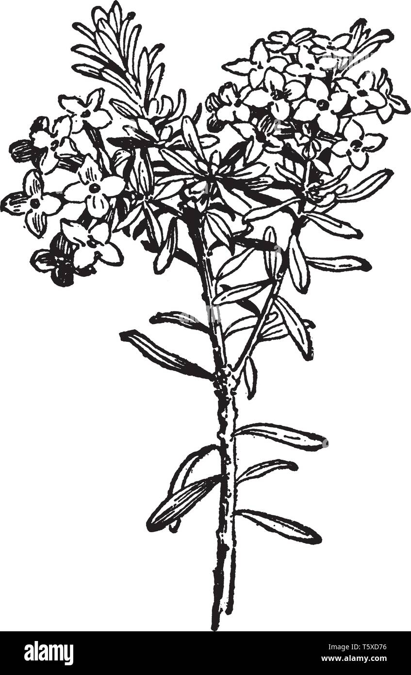 Daphne plant Stock Vector Images - Alamy