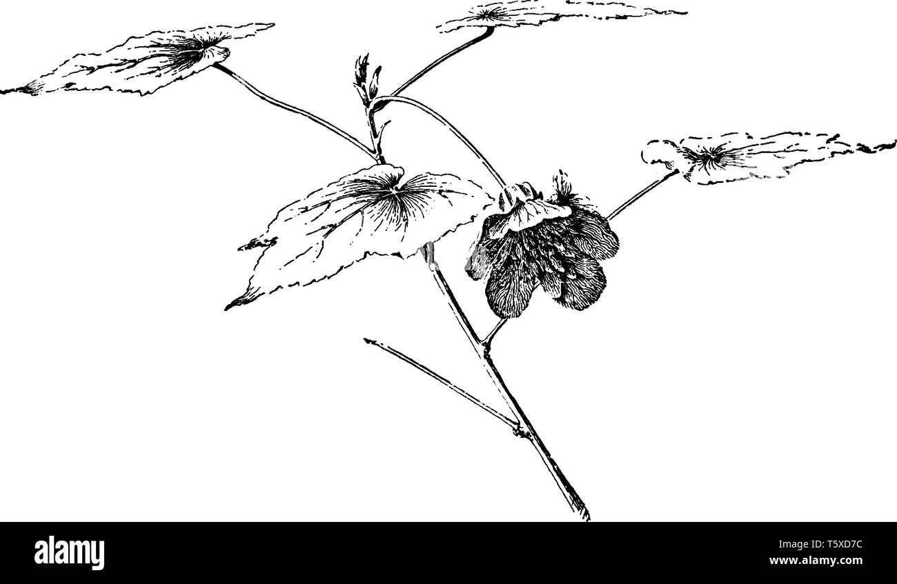 Plant grow straight, leaves and flower grow on stem, and both stalk are ...