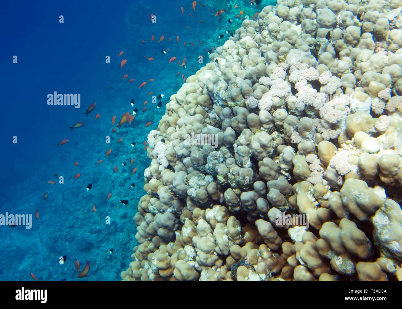 Underwater life of Red sea. Fishes and coral reef. Egypt Stock Photo ...