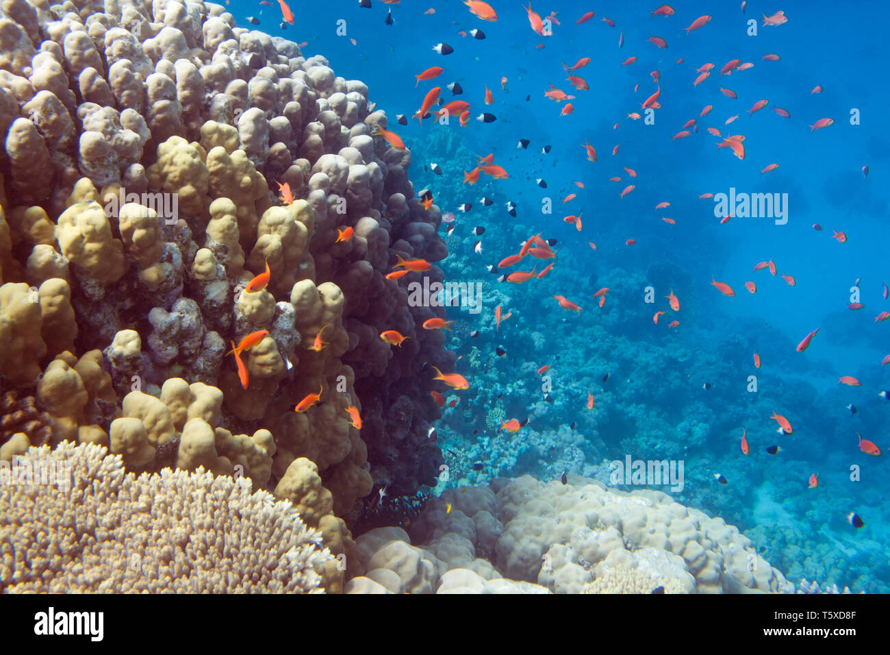 Underwater life of Red sea in Egypt. Saltwater fishes and coral reef ...
