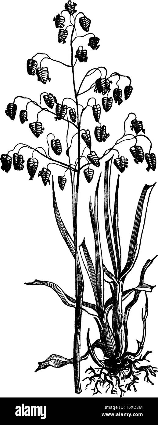 Growing quaking Stock Vector Images - Alamy