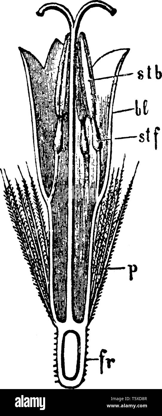 A picture showing a view in longitudinal section of a disco-floret of ...