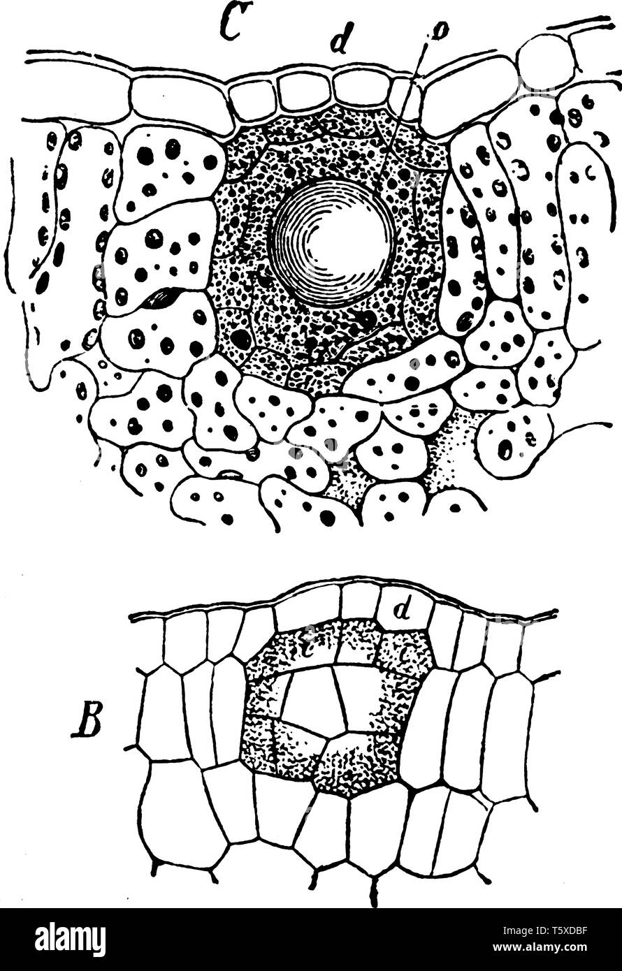 Dictamnus Stock Vector Images - Alamy