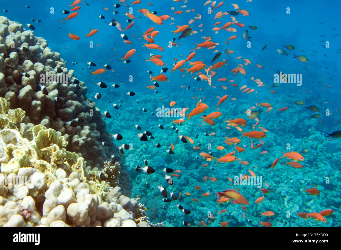 Underwater life of Red sea in Egypt. Saltwater fishes and coral reef ...