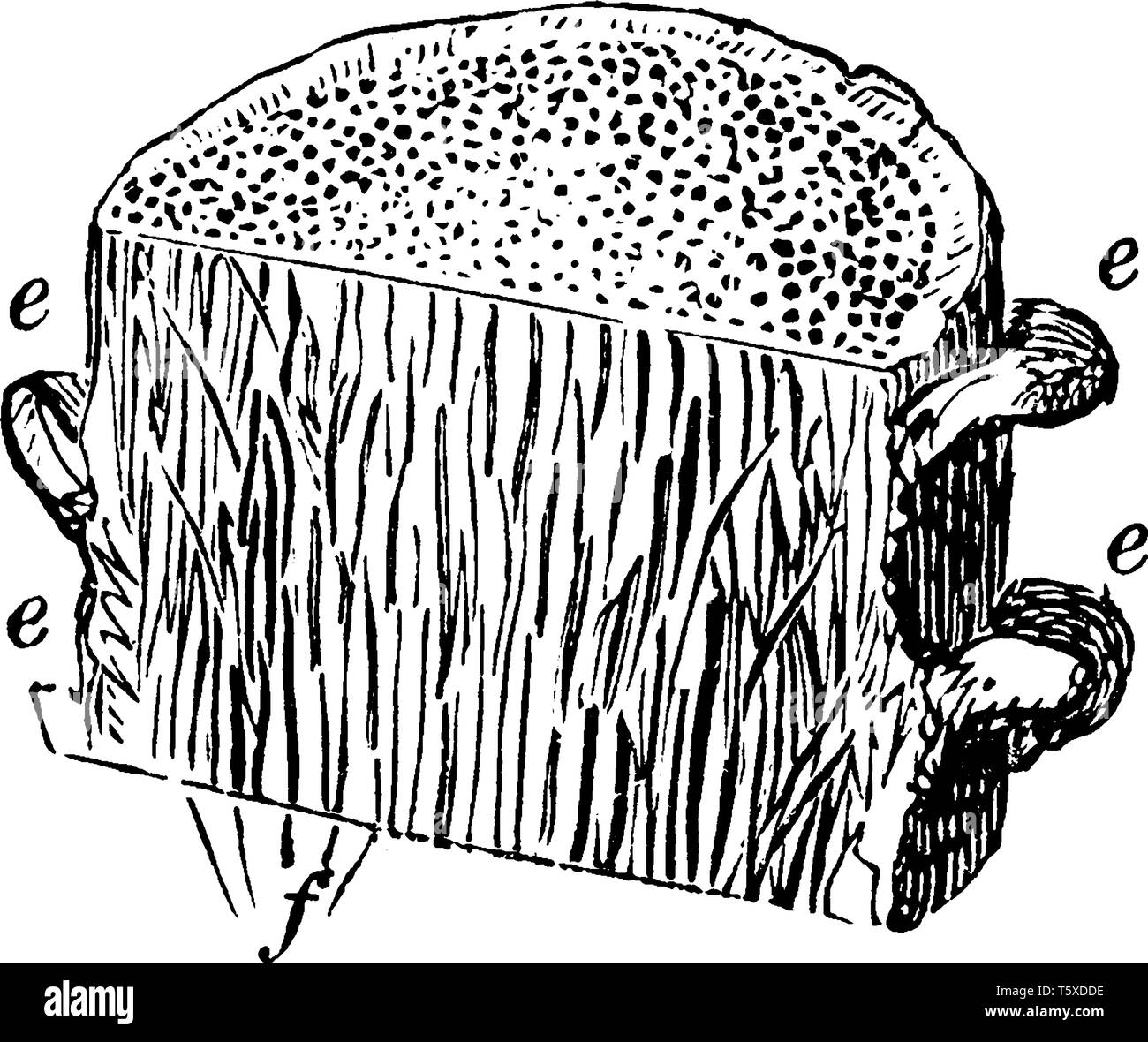 Tree internal Black and White Stock Photos & Images - Alamy