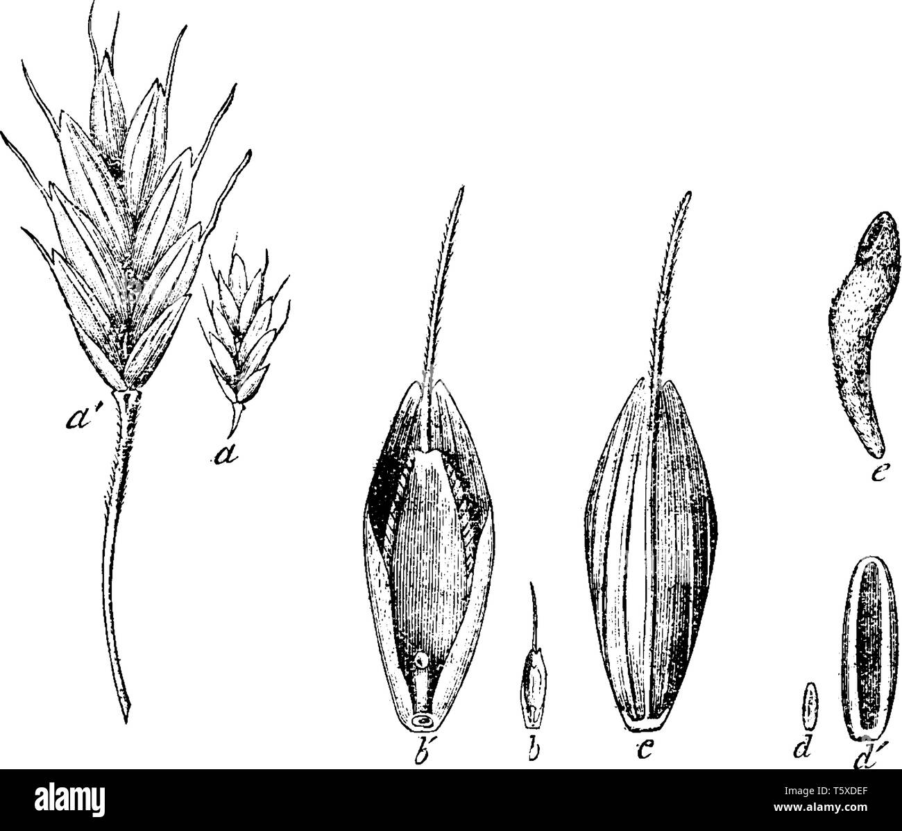 This picture showing a grass of seed, and showing a party of seed and ...