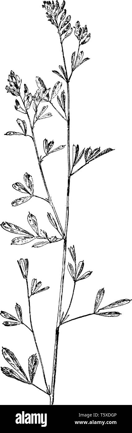 Alfalfa flowering plant Stock Vector Images - Alamy