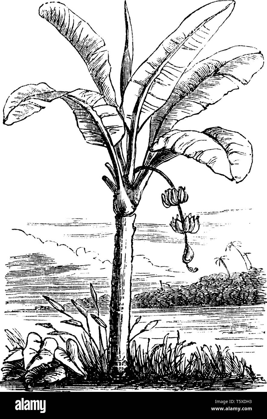 Edible raw Black and White Stock Photos & Images - Alamy