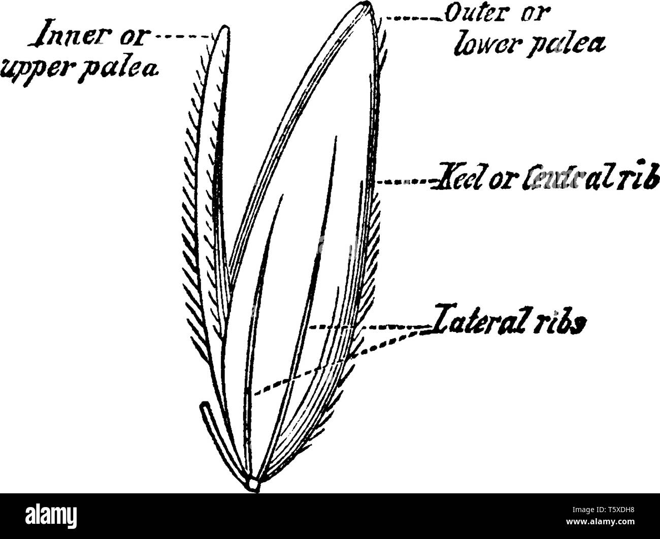 A picture showing Sprar grass seed, it starting to grow, vintage line ...