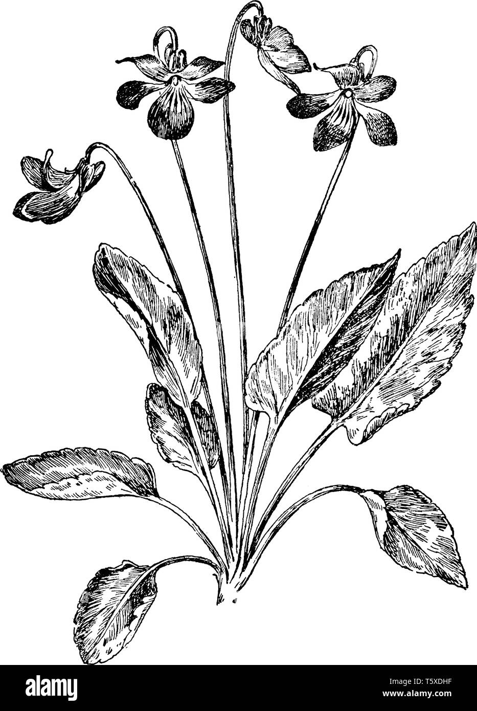 Viola Sagittata