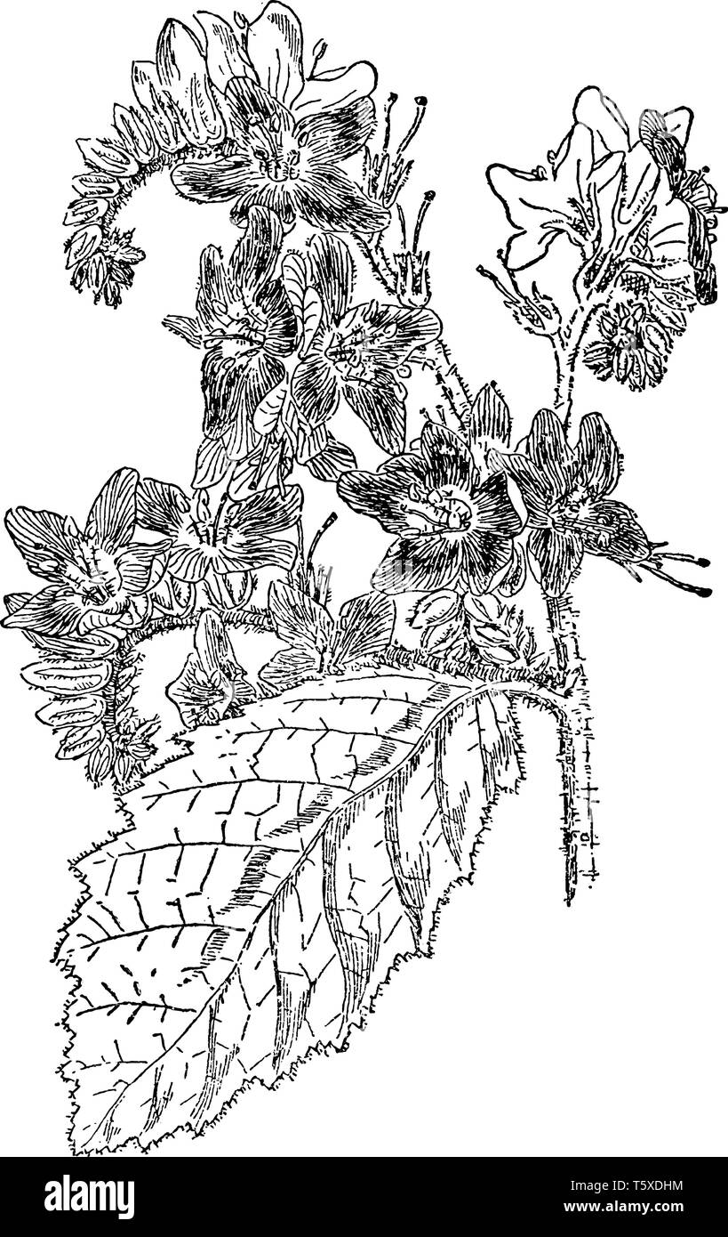 Flowers clusters of flowers Black and White Stock Photos & Images - Alamy