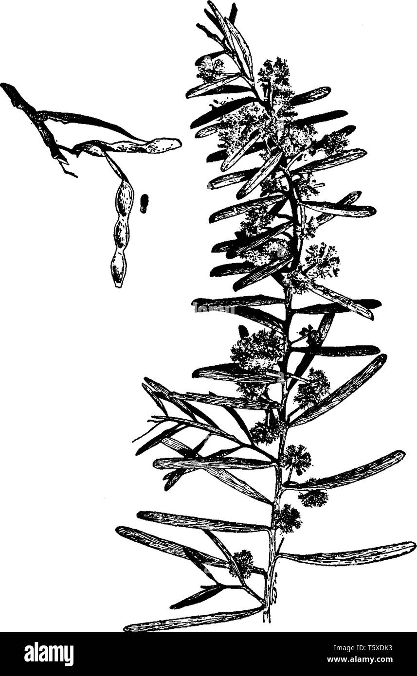 The pod are alternately arranged and flower are attach to branch node ...