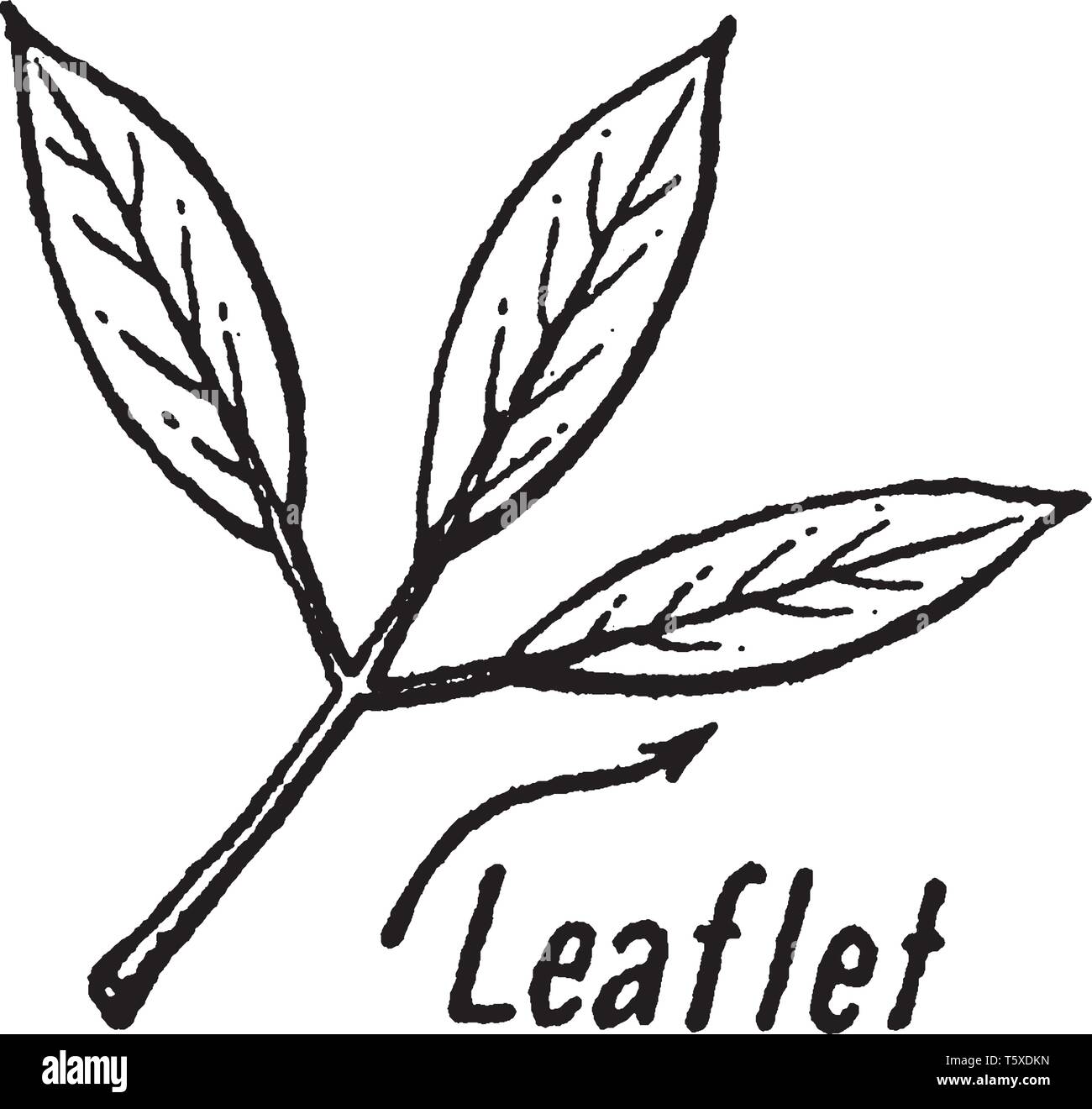 Odd leaves Stock Vector Images - Alamy