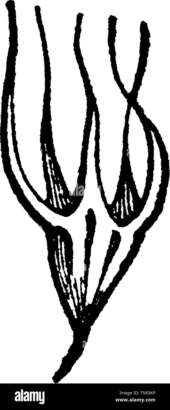 Fodder plants Stock Vector Images - Alamy