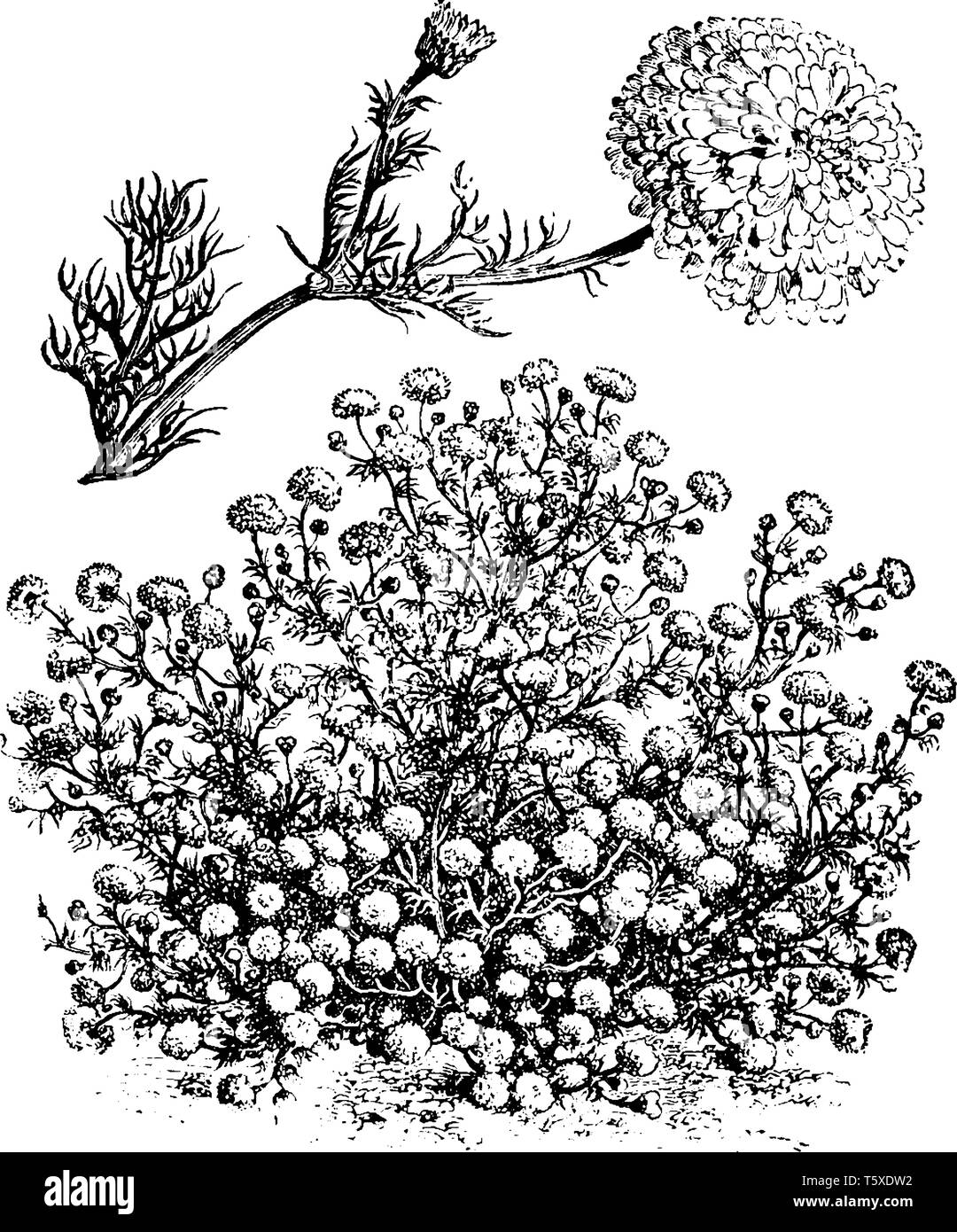 Matricaria inodora hi-res stock photography and images - Alamy