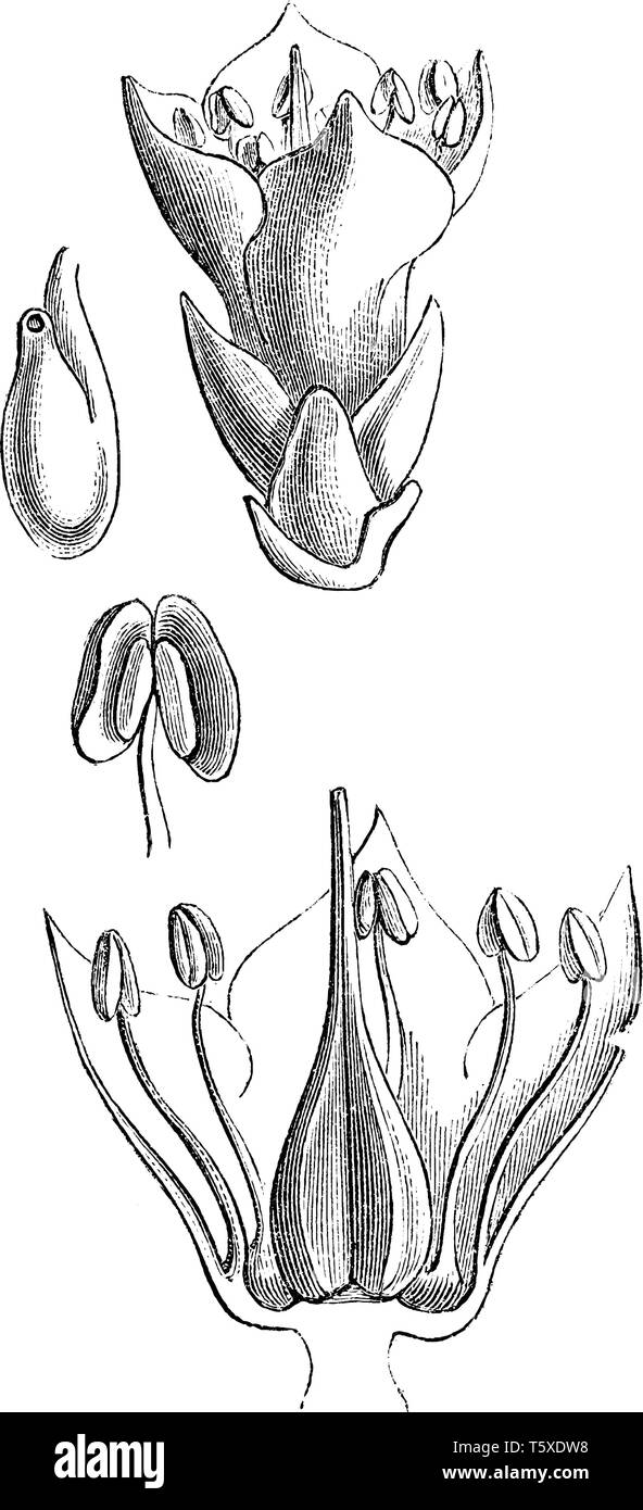 Geissolomataceae hi-res stock photography and images - Alamy