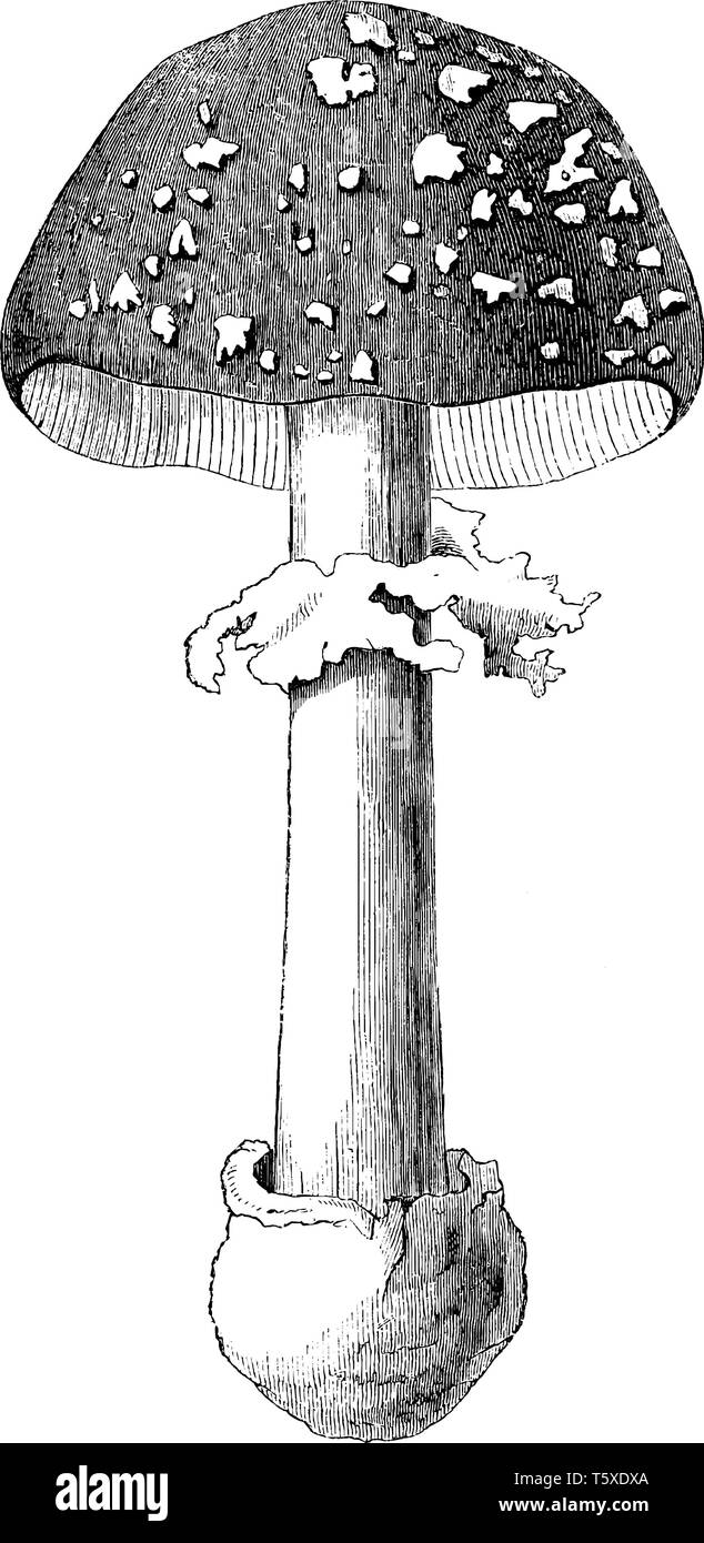 It's fly Agaric Aushroom. And It's Shape is like Umbrella, vintage line ...