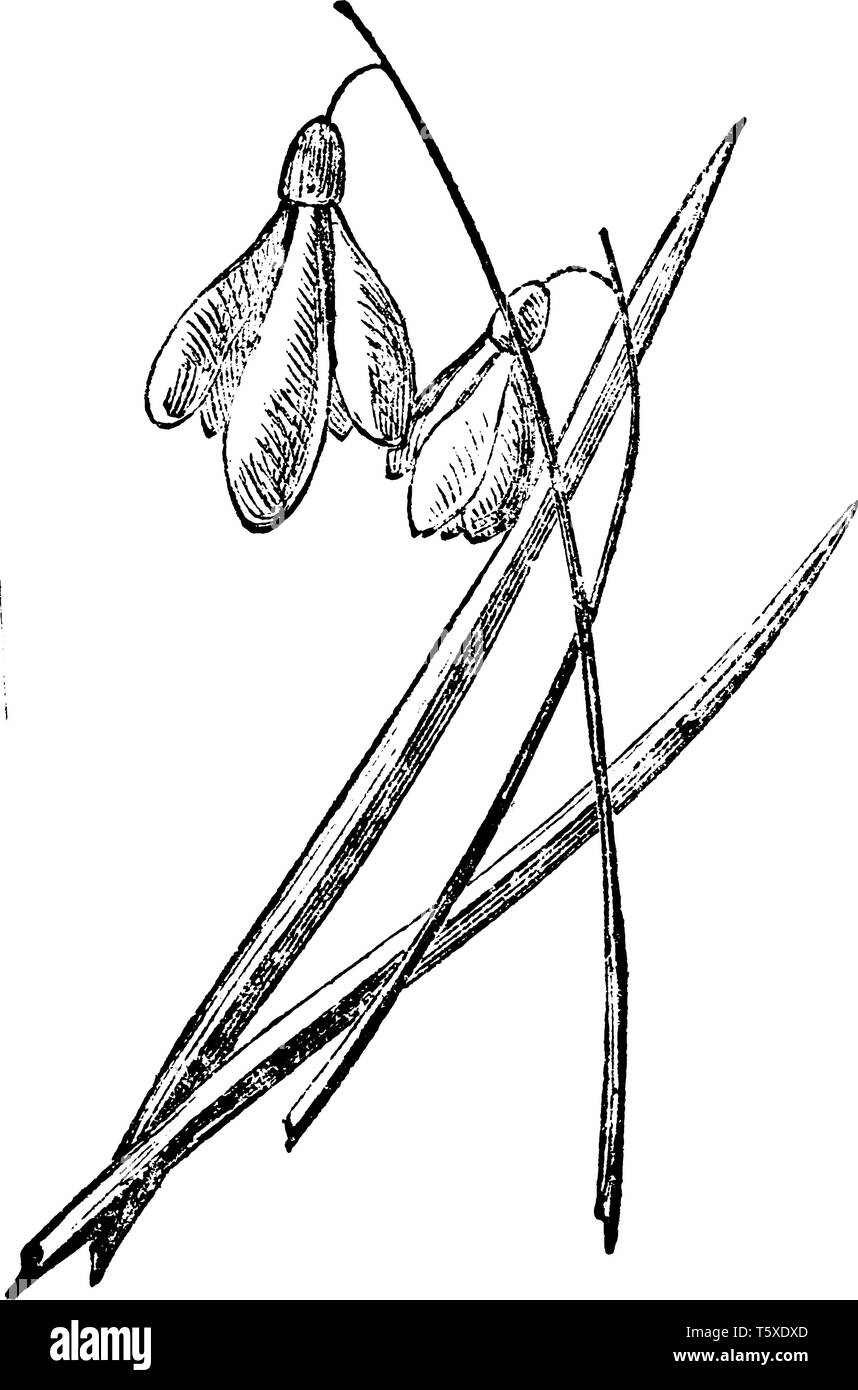 Mayflower Flower Pictures To Color