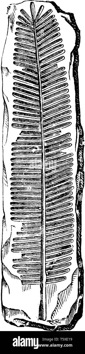 Neuropteris hi-res stock photography and images - Alamy