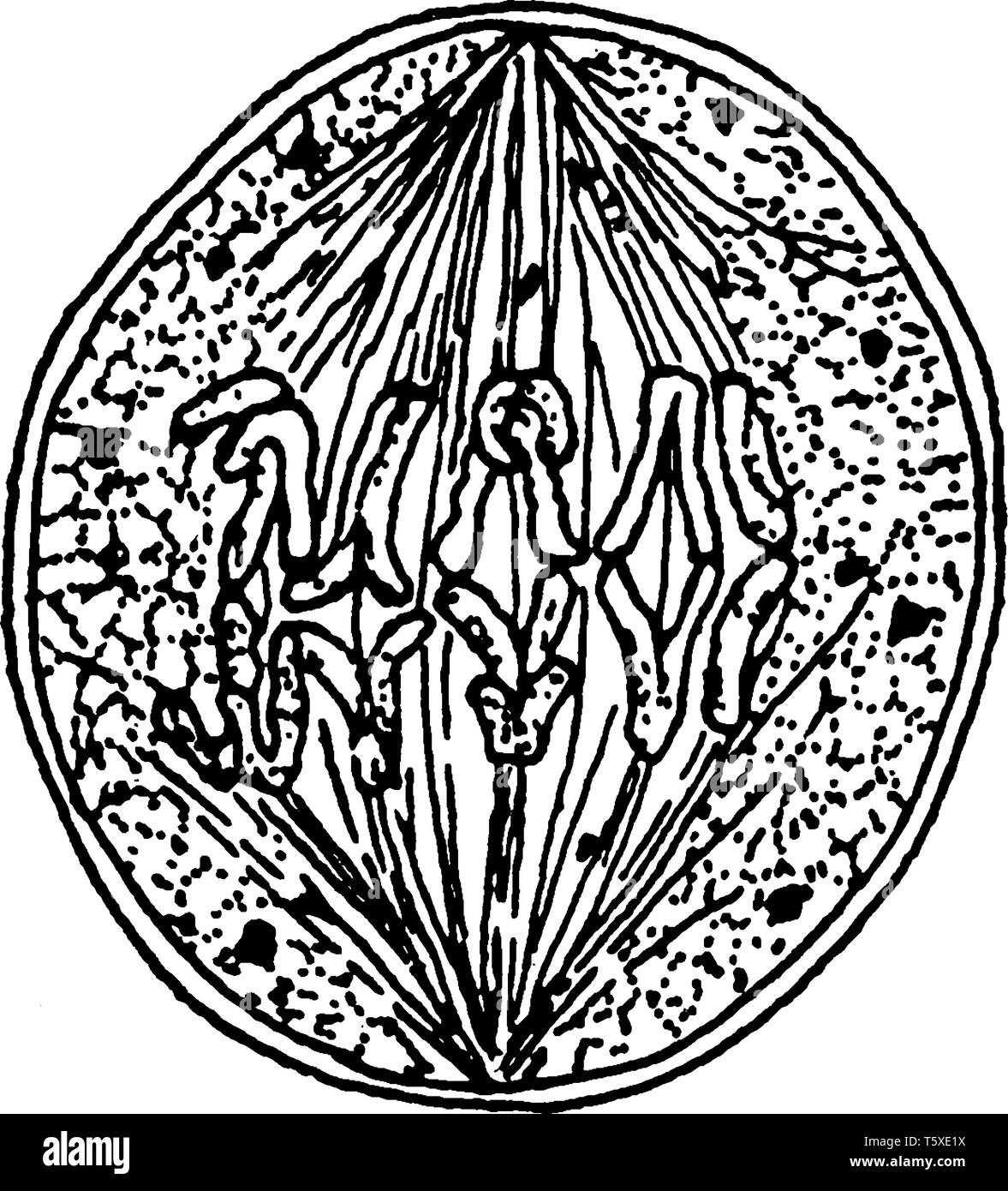 A picture showing the eleventh stage of Division of Grandmother Cell ...