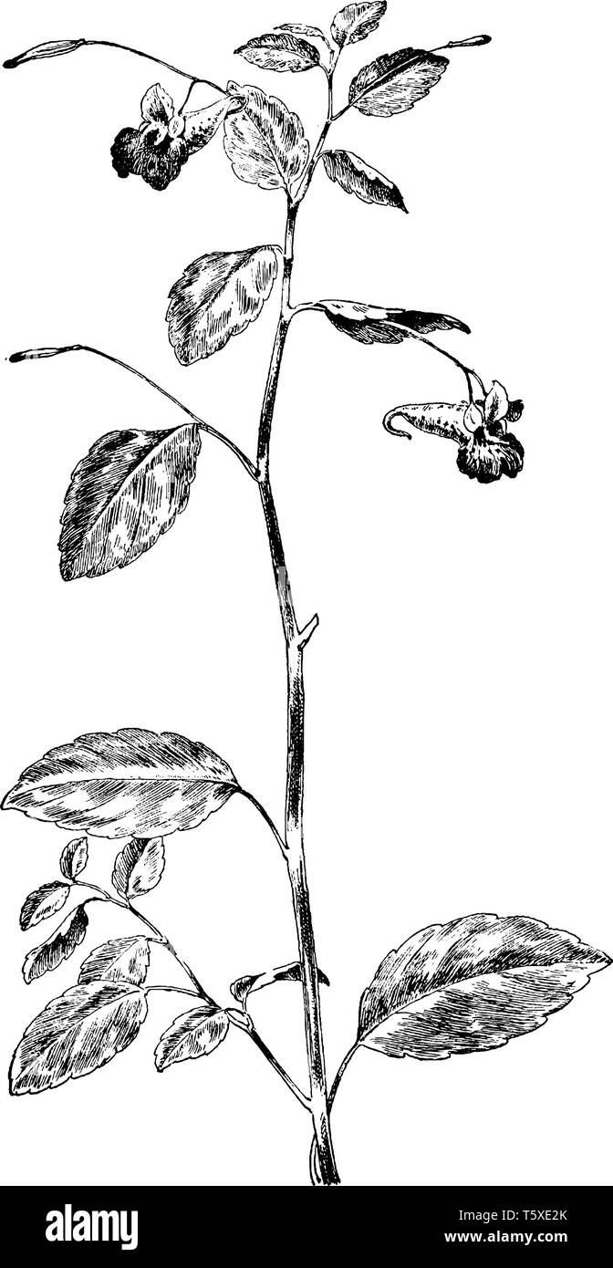 Jewelweed Stock Vector Images - Alamy