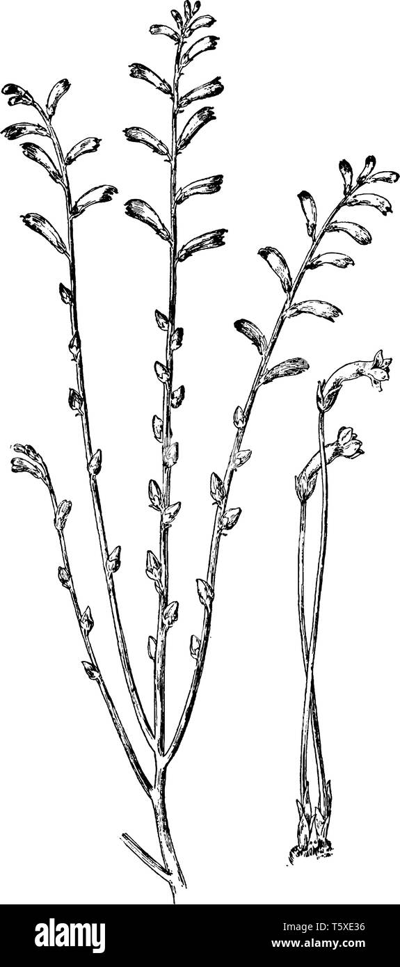 Node top Stock Vector Images - Alamy