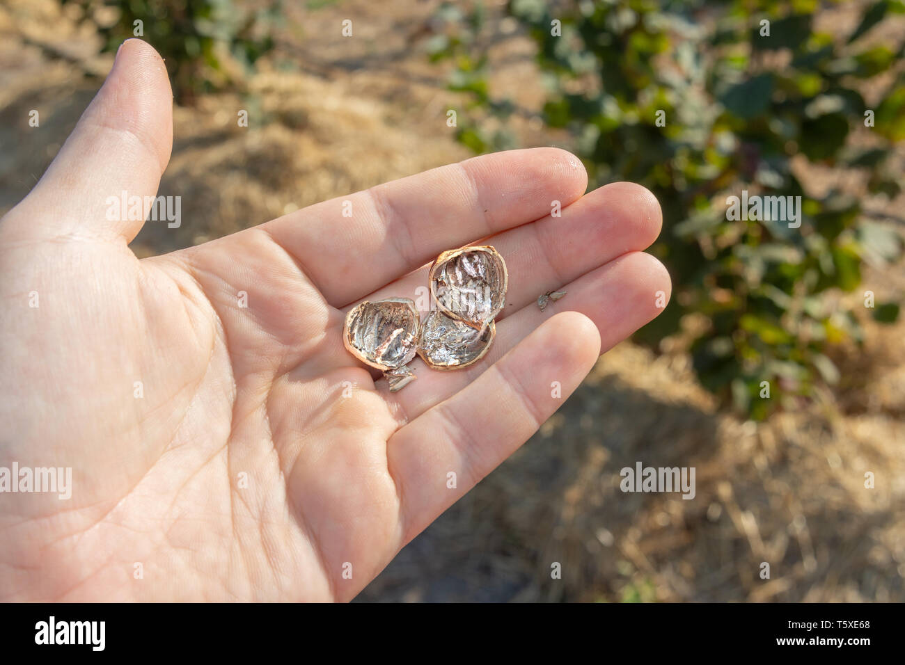 Hazelnut pests. Macro close-up of rotten hazelnuts damaged by diseases ...