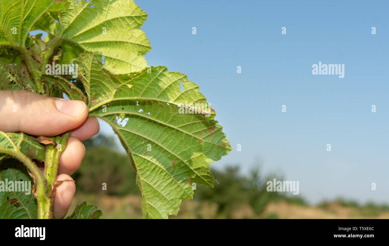 damaged leaves of hazelnut by weevil larvae close-up in human hand ...