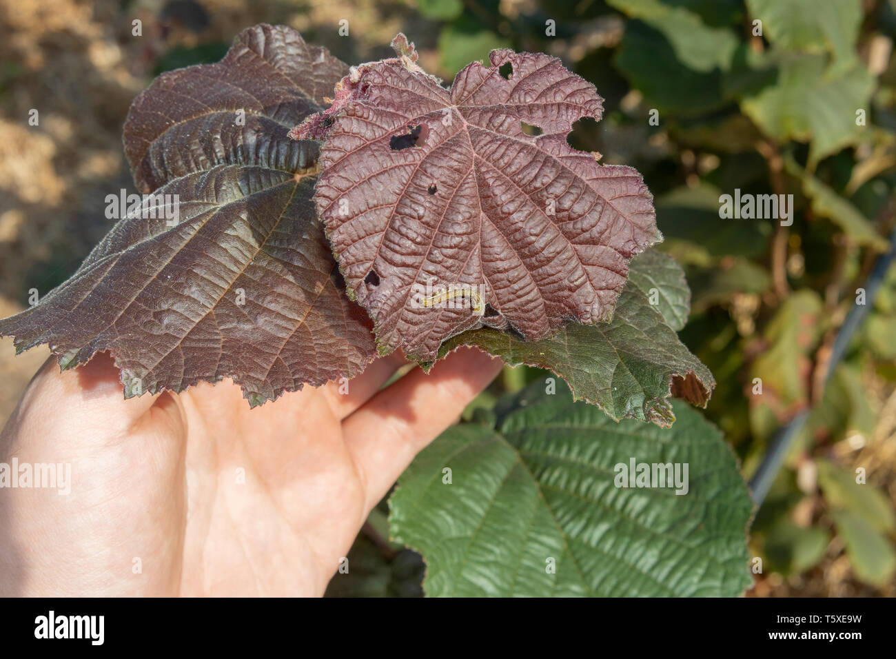 damaged leaves of hazelnut by weevil larvae close-up in human hand ...