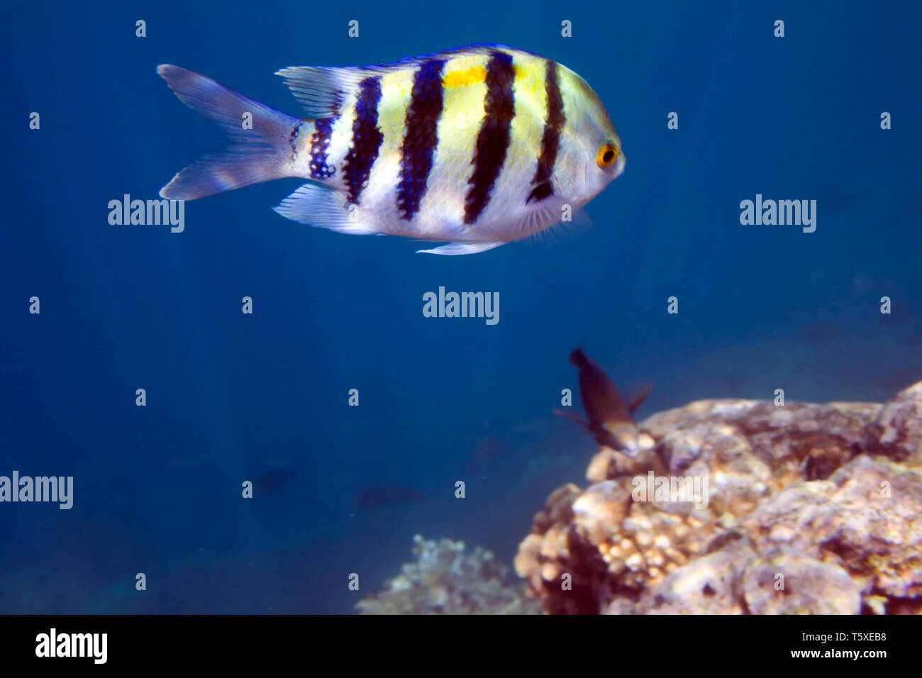 Damselfish Abudefduf sexfasciatus. Sergeant major fish. Underwater life ...