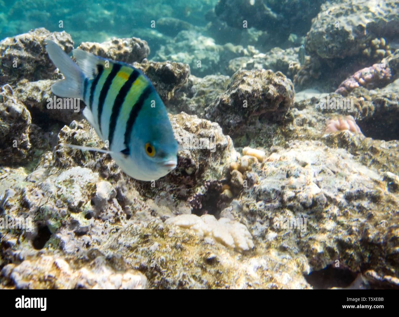 Damselfish Abudefduf sexfasciatus. Underwater life of Red sea in Egypt ...