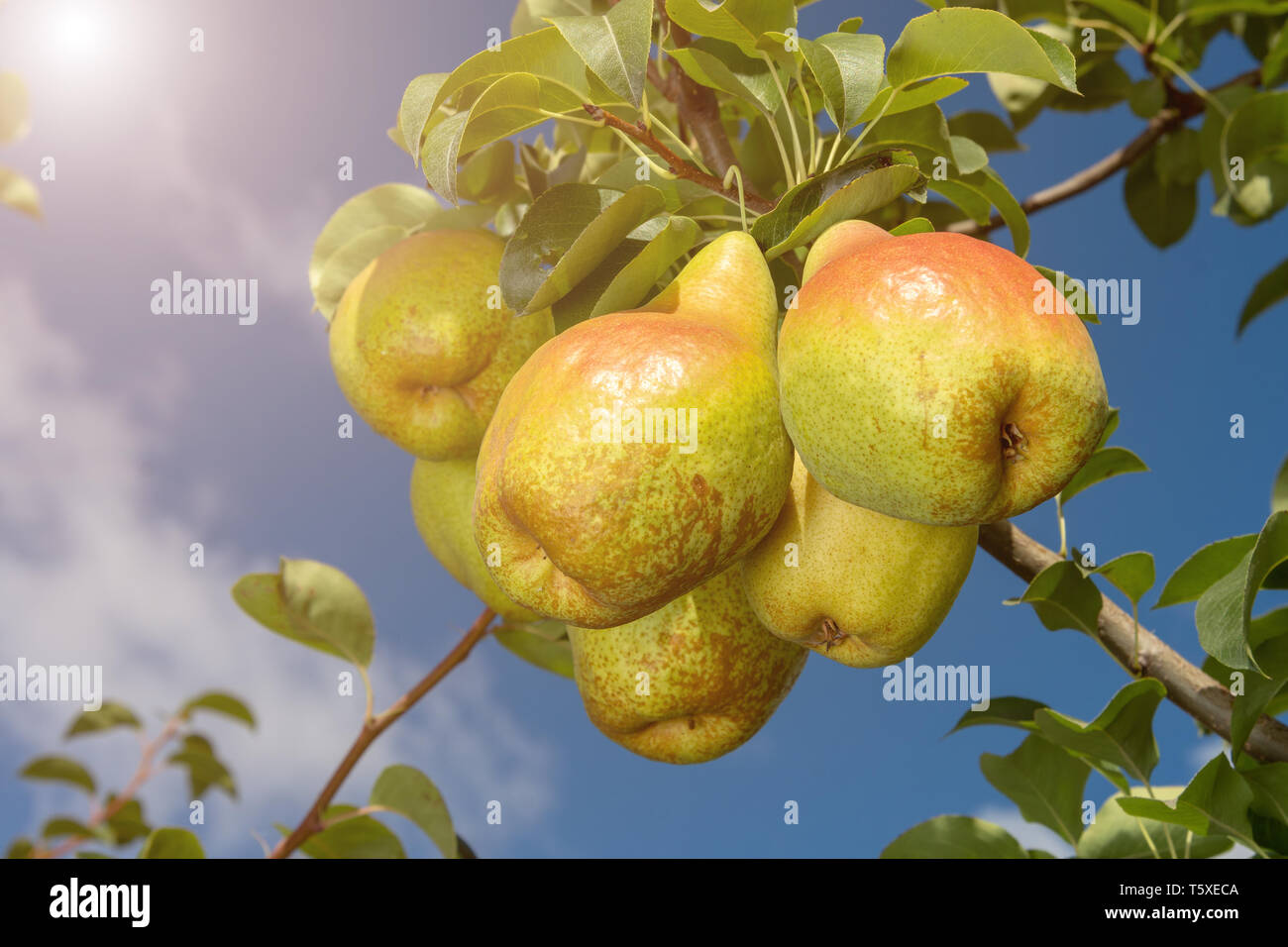 Leaves branches apples sky fruits hi-res stock photography and images ...
