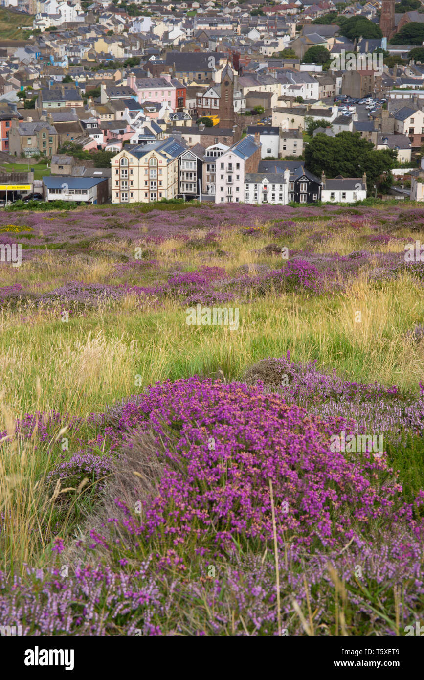 Rooftops of the town of Peel viewed from Peel Hill, Isle of Man, Irish ...