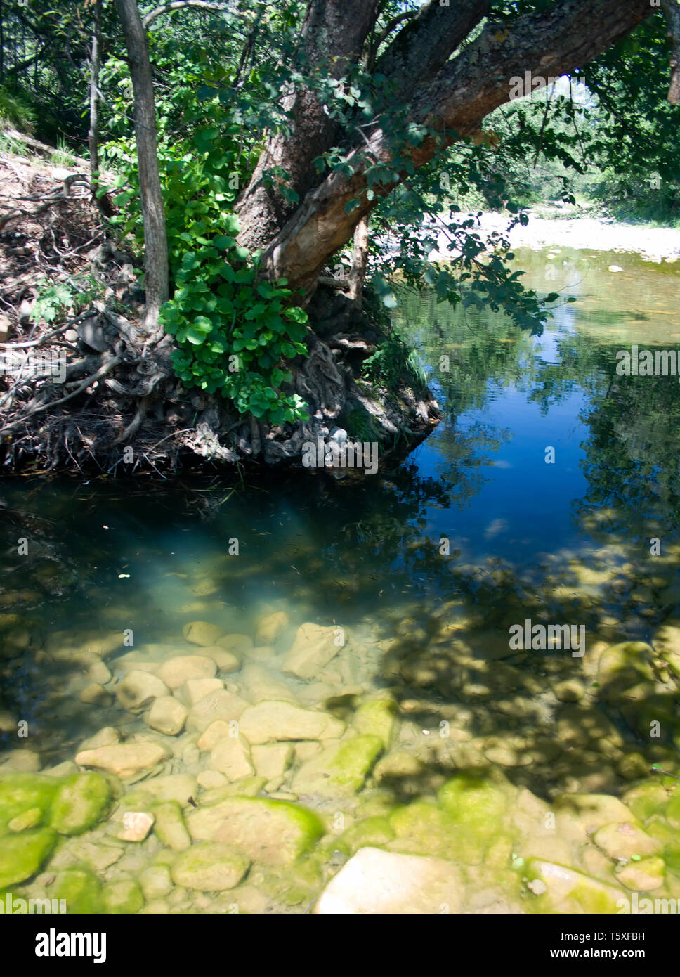 Falling tree above mountain river Stock Photo - Alamy