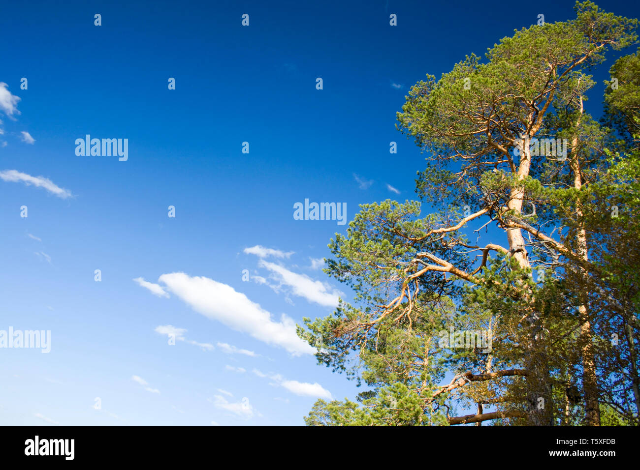 Grren tree hi-res stock photography and images - Alamy