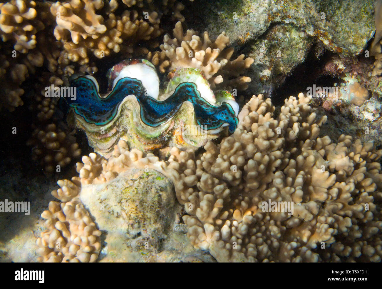 Underwater life of Red sea in Egypt. Saltwater fishes and coral reef ...