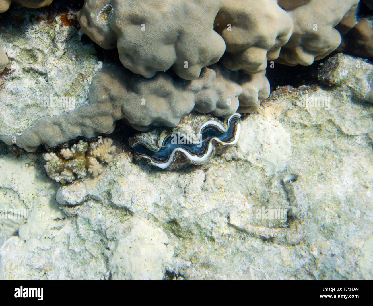 Underwater life of Red sea in Egypt. Saltwater fishes and coral reef ...
