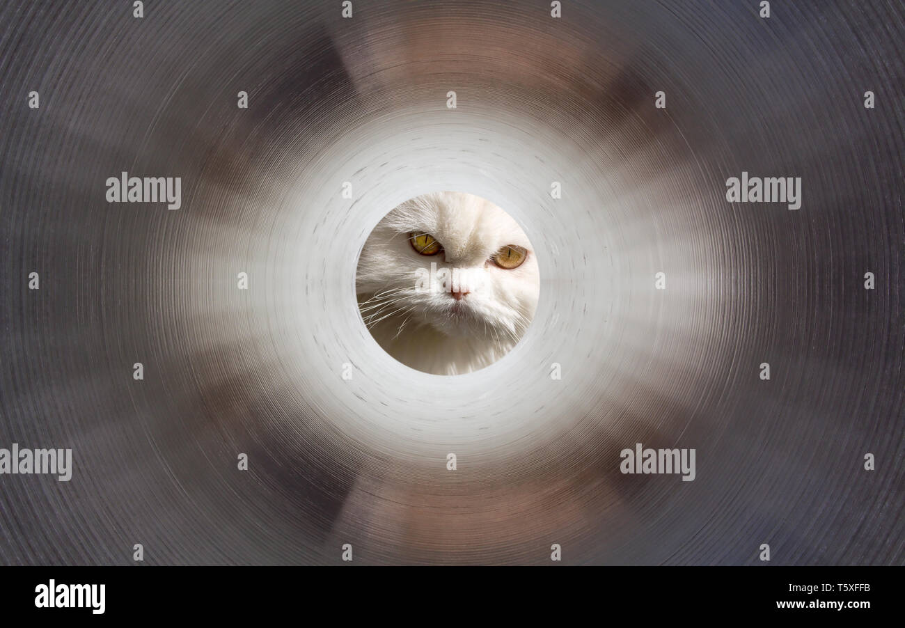 Inside the gas pipeline. White cat in the end of a tunnel Stock Photo ...