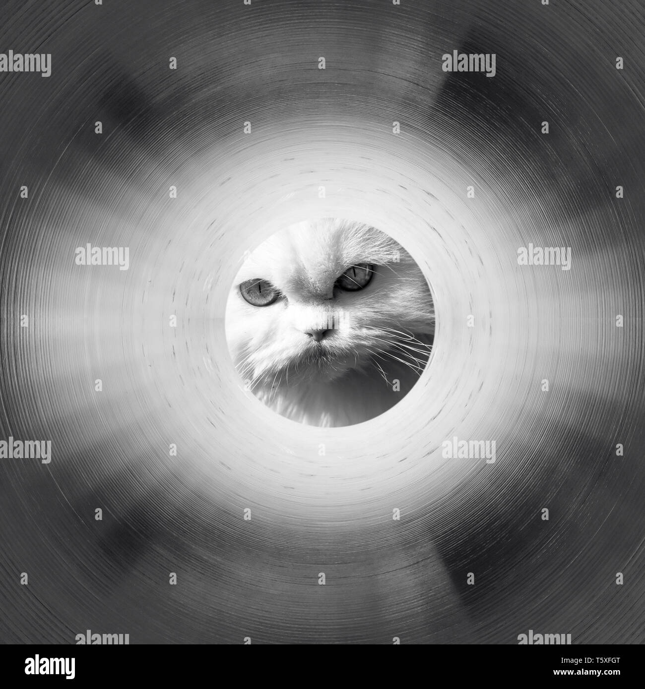 Inside the gas pipeline. White cat in the end of a tunnel. Black and ...