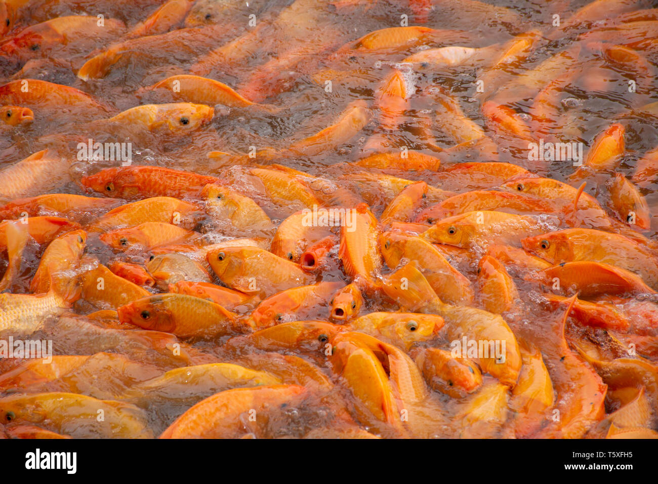 Asian dancing fish hi-res stock photography and images - Alamy