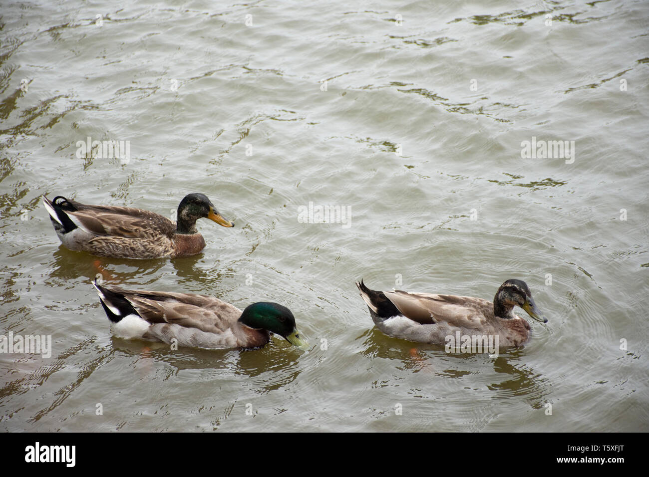 Duck swimming at water pond in the garden of Zhongshan Park in Shantou ...