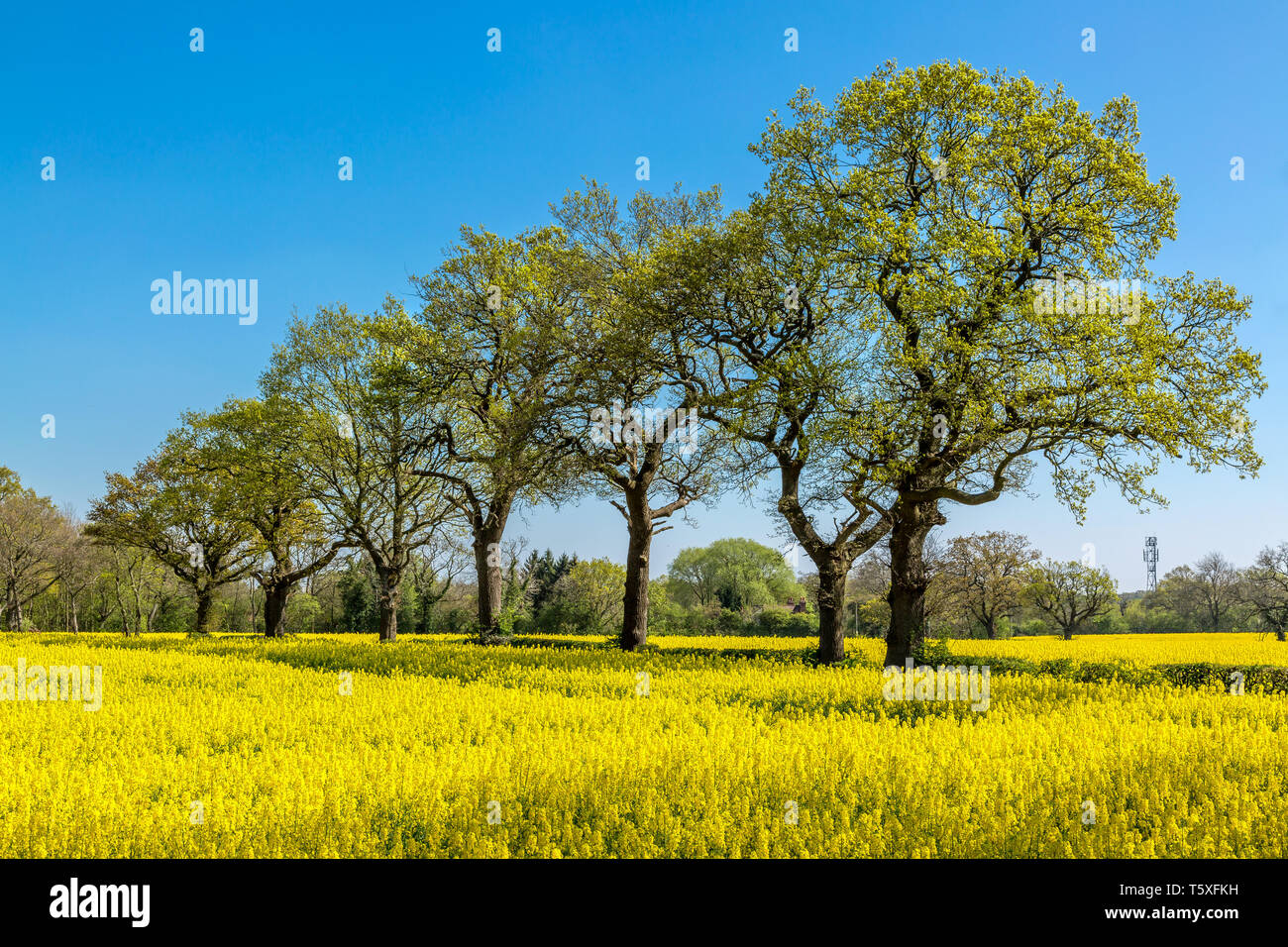 Rapeseed fields england hi-res stock photography and images - Alamy