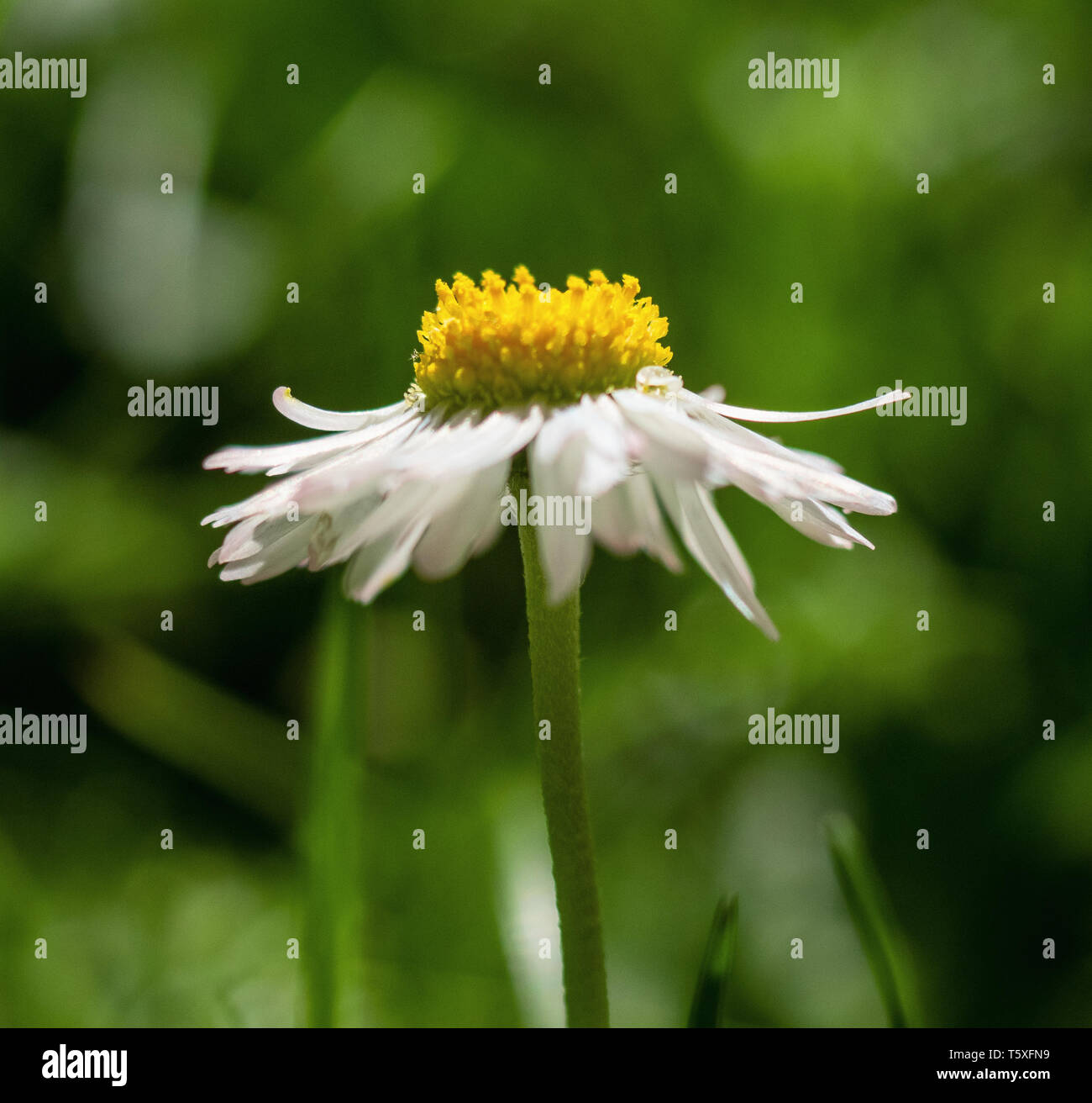 Daisy stand hi-res stock photography and images - Alamy