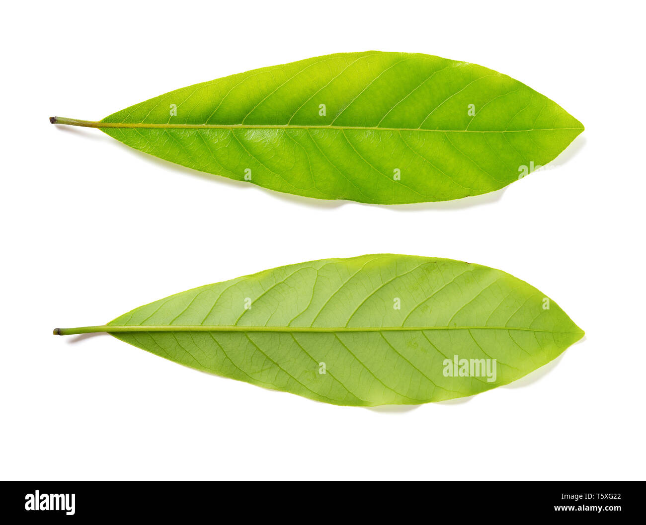 top and bottom of a fresh green leaf on white background Stock Photo ...