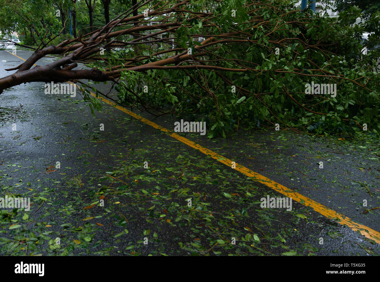 broken tree fell down on the road after a strong storm went through ...