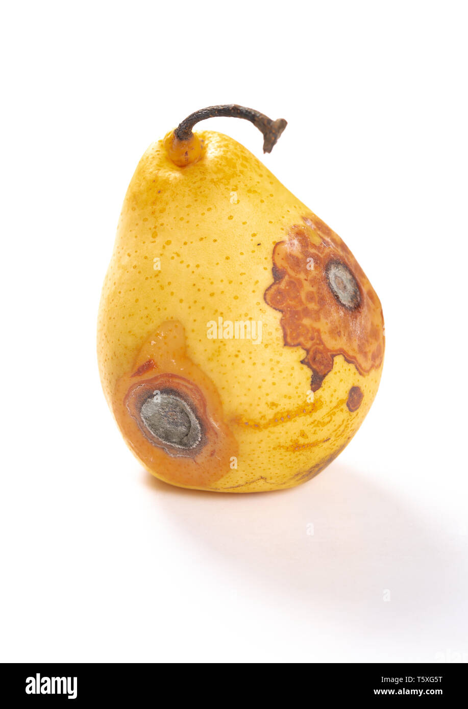 overripe pear on a white background Stock Photo - Alamy