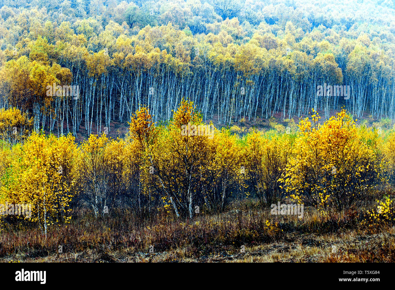autumn Birch forest scenery Stock Photo - Alamy