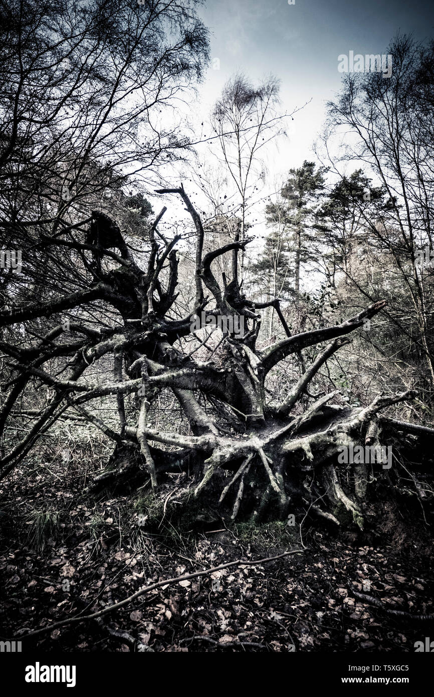 Creepy roots hi-res stock photography and images - Alamy